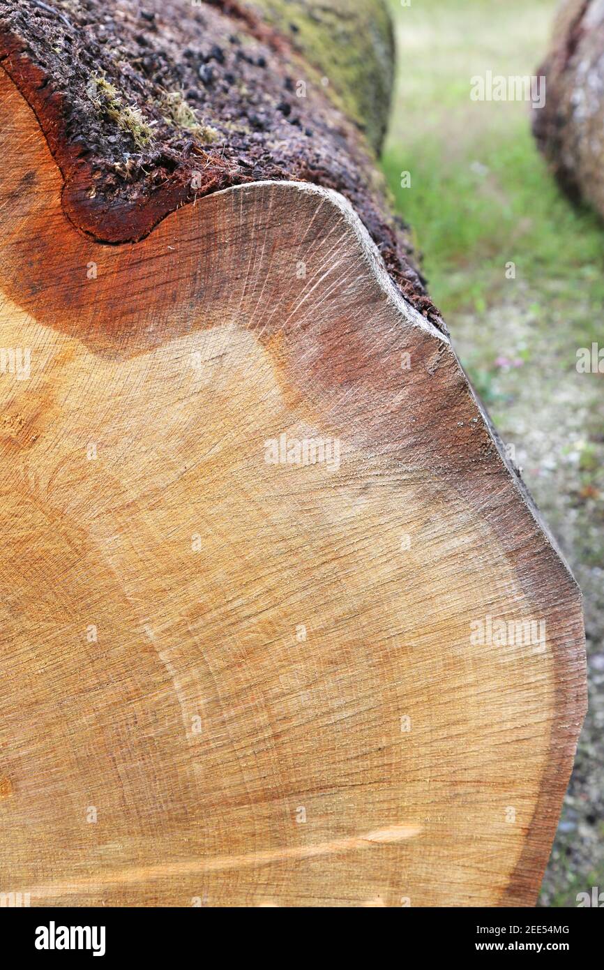 portrait photo of an oak trunk Stock Photo - Alamy