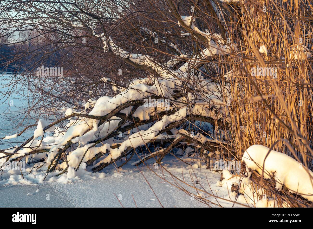 The tree of lie hi-res stock photography and images - Alamy