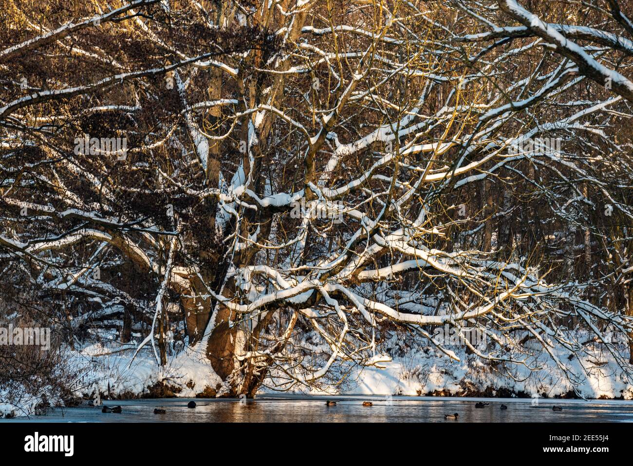 Cold day icy tree hi-res stock photography and images - Alamy