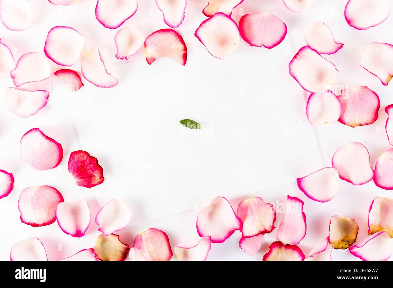Scattered petals of scarlet roses. Rose petals frame. Top Stock Photo ...