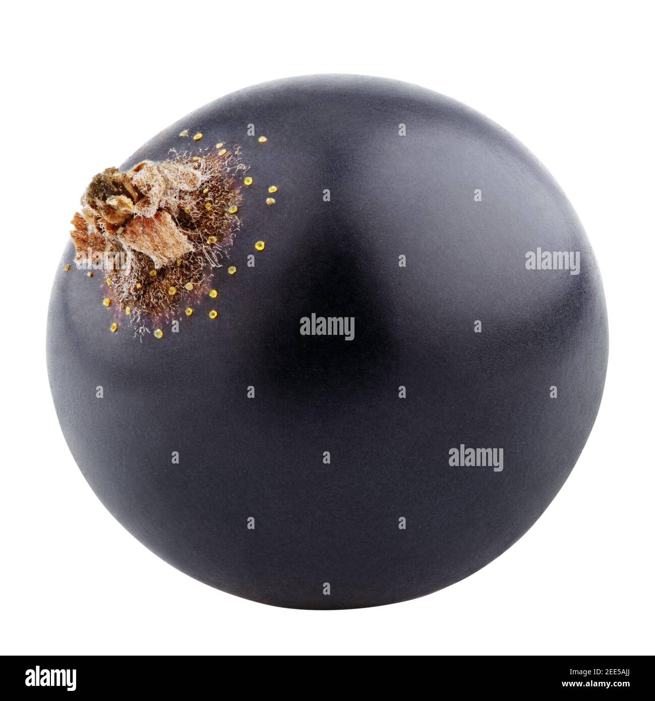 Black currant berry isolated on white background with clipping path ...