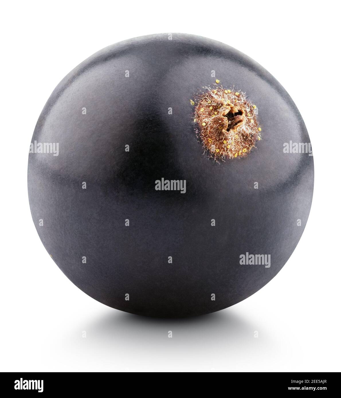 Single black currant berry isolated on white background. One black ...