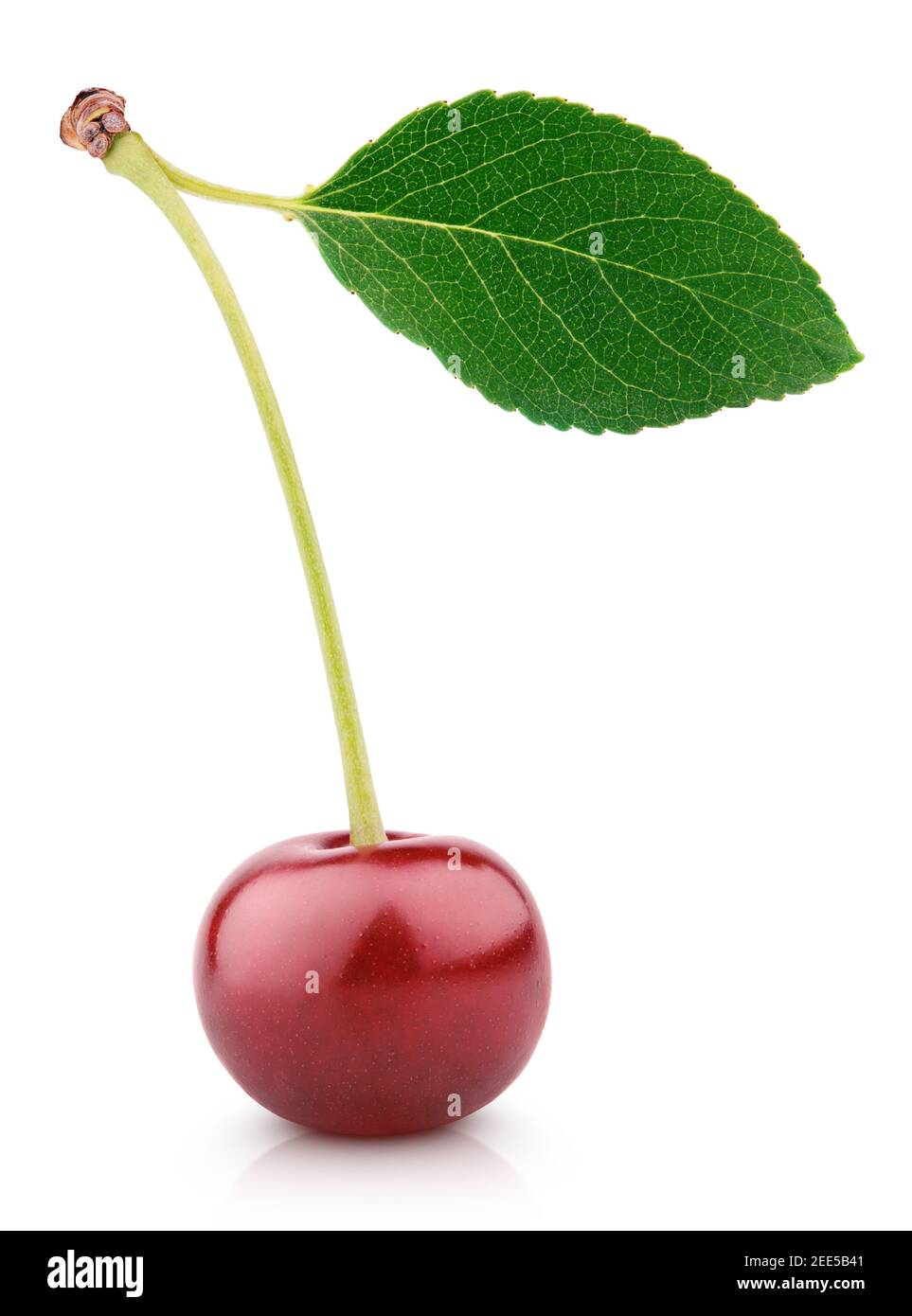 Sweet ripe cherry berry hi-res stock photography and images - Alamy
