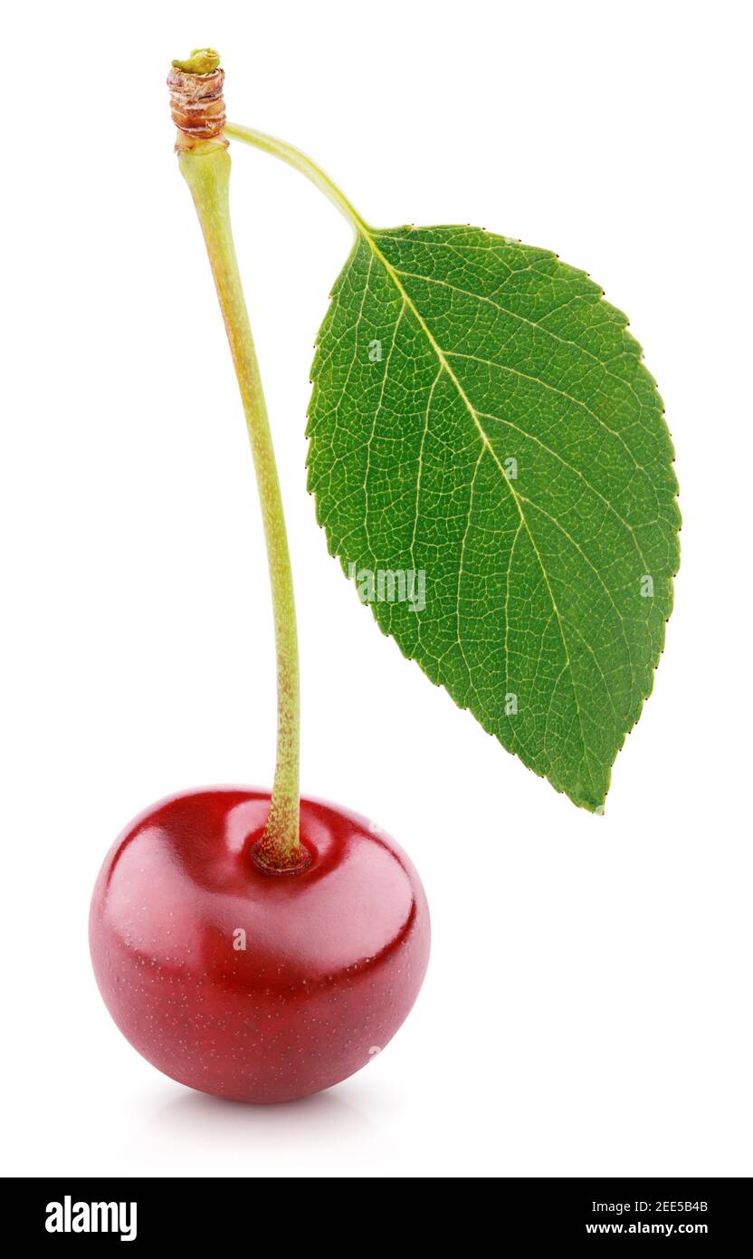 Sweet ripe cherry berry hi-res stock photography and images - Alamy
