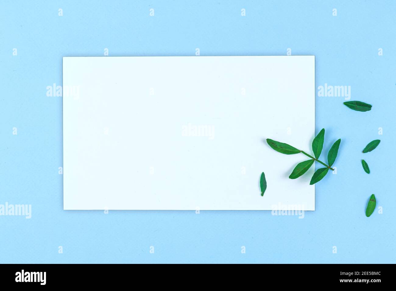 Creative layout or mockup with green natural and floral leaves, minimal ...