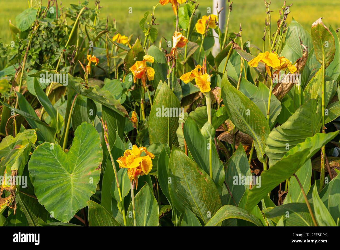 Canna lilies hi-res stock photography and images - Alamy