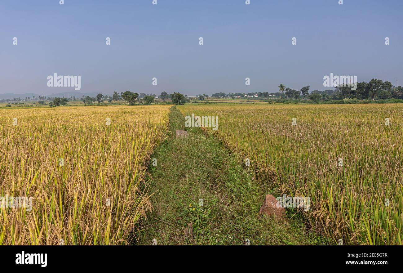 Bullapur, Karnataka, India - November 9, 2013: 2 rice fields in ...