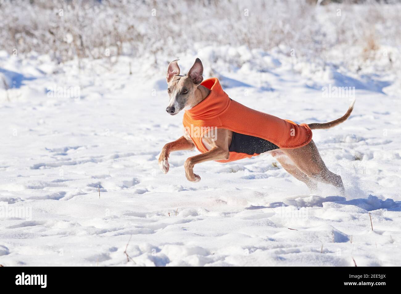 Whippet dog running in the snow wearing winter coat. English Whippet or ...