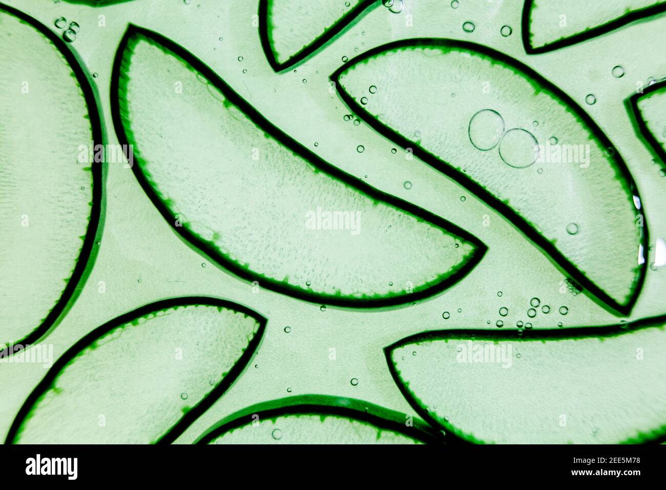 Aloe vera slice texture background. Medicinal plant. Used to treat and ...