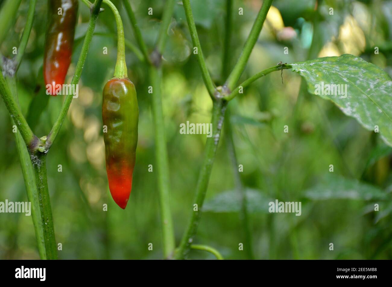Chili ripening in the garden Stock Photo - Alamy