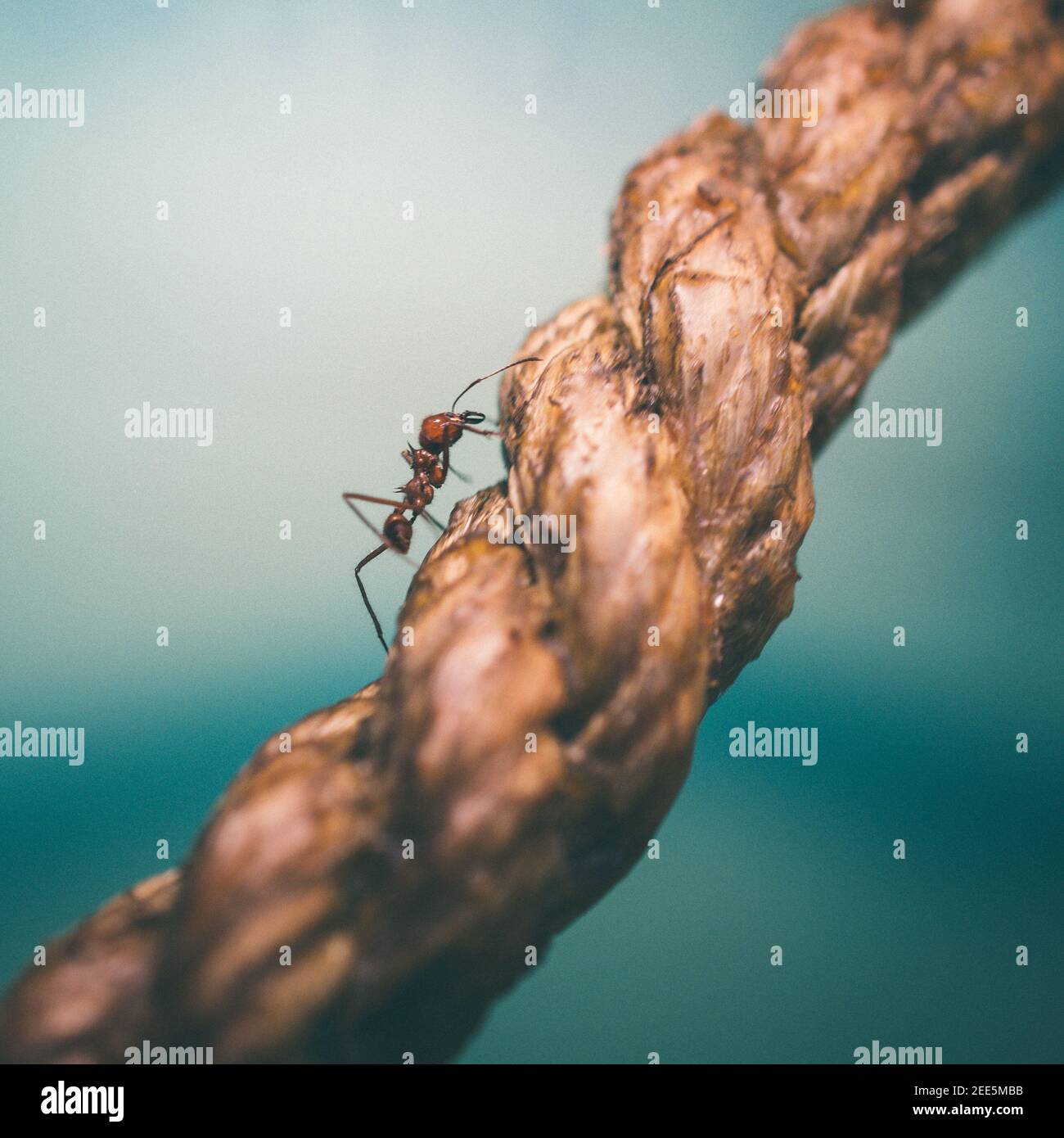 Micro on rope hi-res stock photography and images - Alamy
