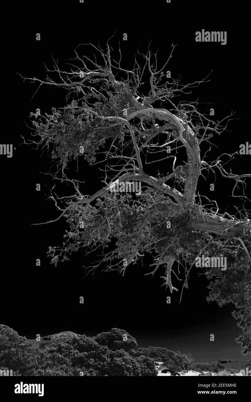 Vertical greyscale shot of dry tree branches at night Stock Photo - Alamy
