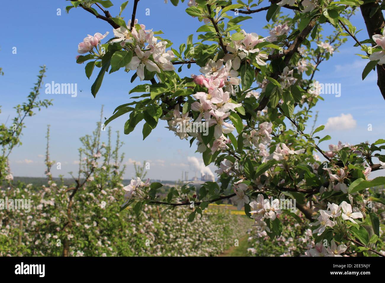 Orchar hi-res stock photography and images - Alamy