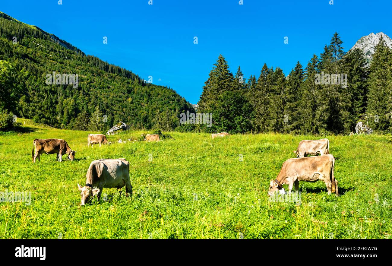 Cows in the swiss alps hi-res stock photography and images - Alamy