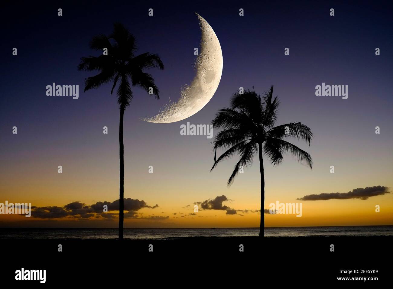 Moon and palm trees in evening hi-res stock photography and images - Alamy