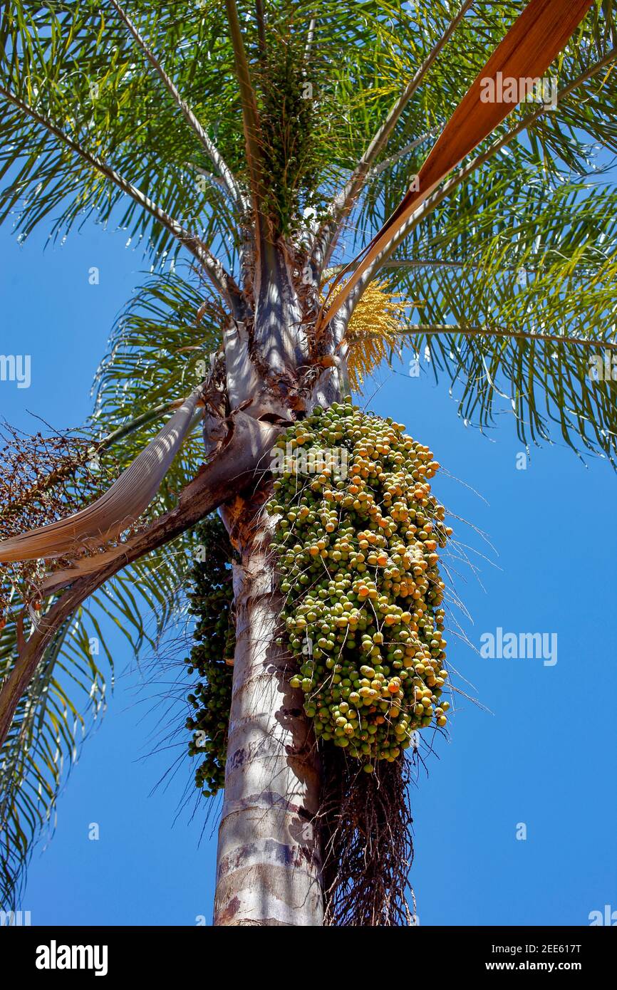 Palm tree with clusters of coconuts Jerivá Stock Photo - Alamy