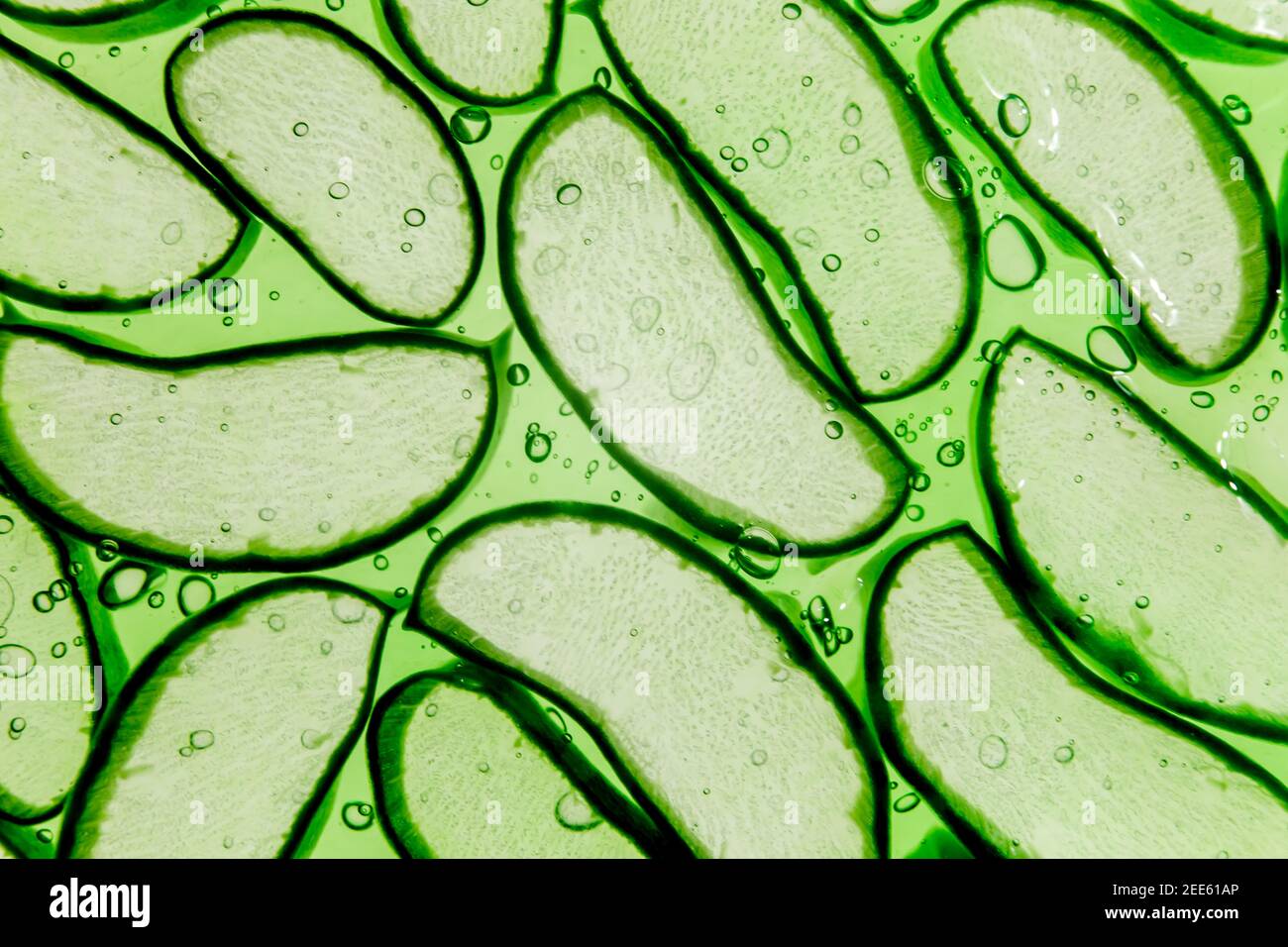 Aloe vera slice texture background. Medicinal plant. Used to treat and ...