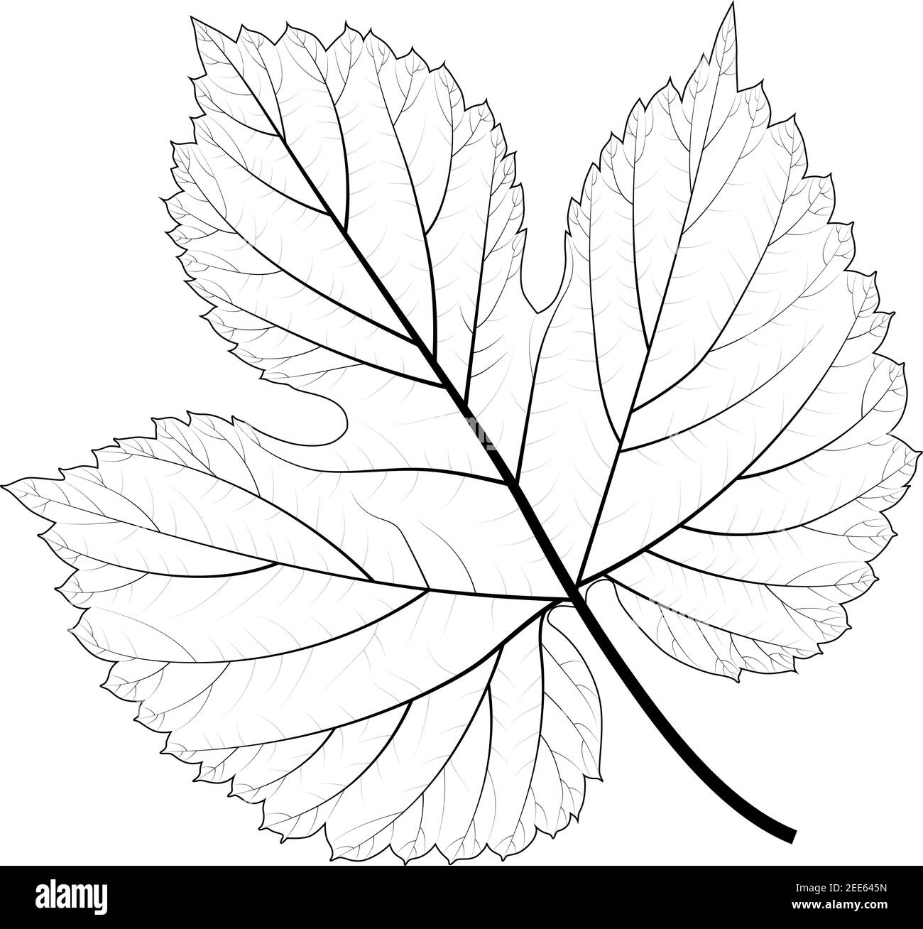 Leaf skeleton Stock Vector Images - Alamy