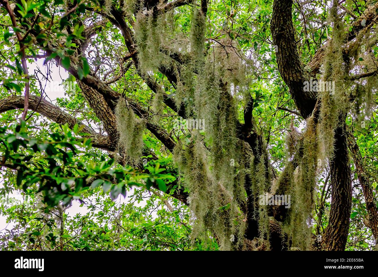 A live oak tree is draped in Spanish moss at Shell Mound Park, April 12 ...