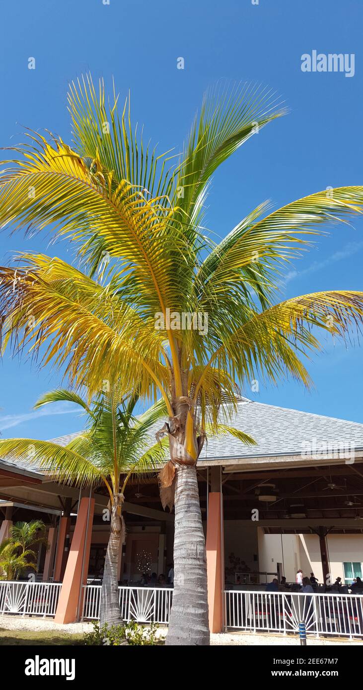 Cayo coco bird hi-res stock photography and images - Alamy