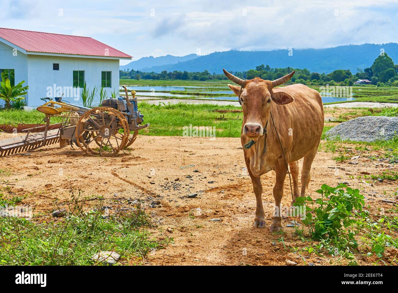 A cow grazes on a small private roadside farm in an Asian village on a ...