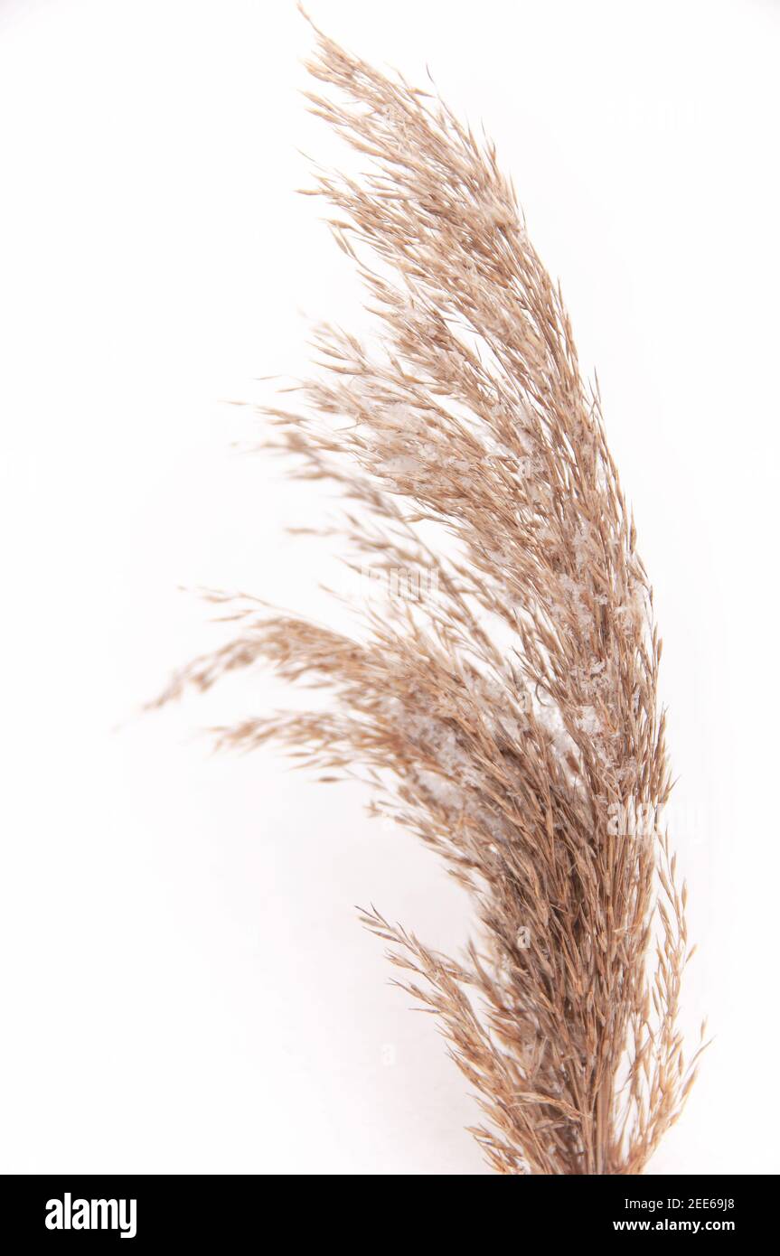 Rye grass seed head hi-res stock photography and images - Alamy