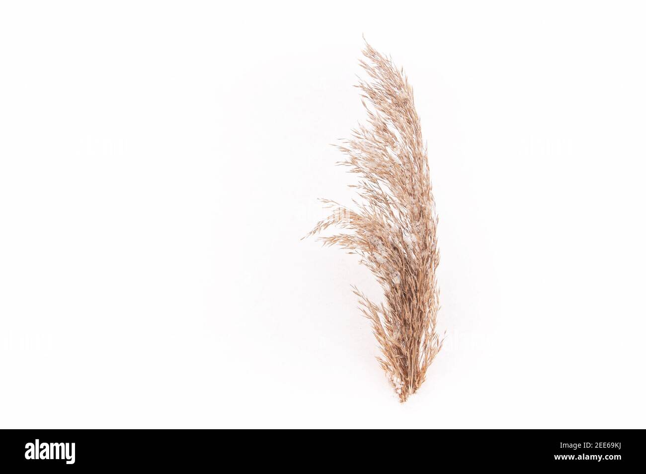Dry winter grass Cut Out Stock Images & Pictures - Alamy