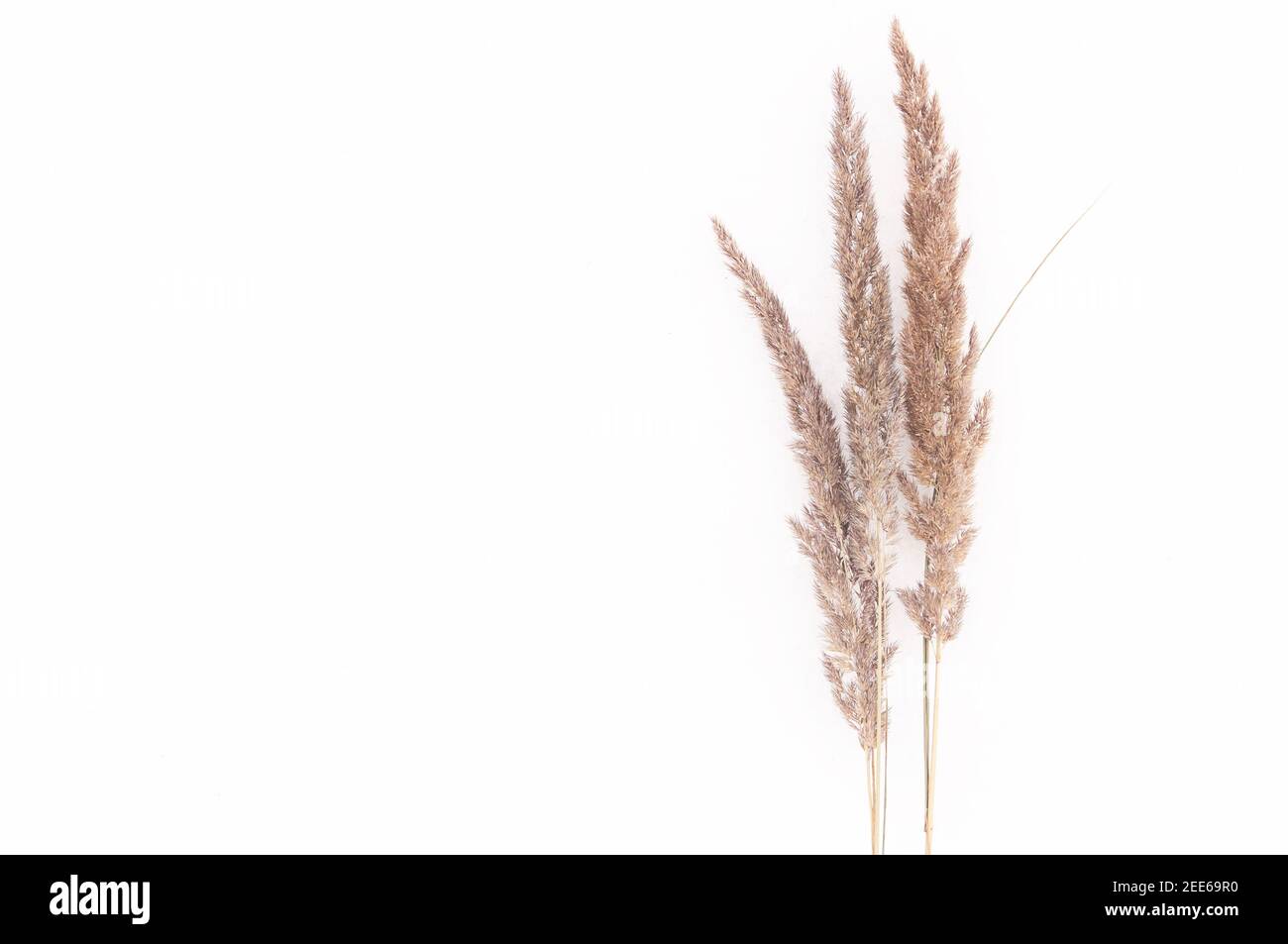 Dry winter grass Cut Out Stock Images & Pictures - Alamy