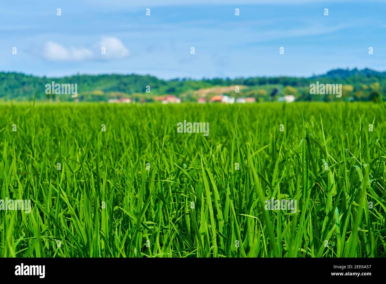 Impressive landscape green rice field with mountains in the background ...
