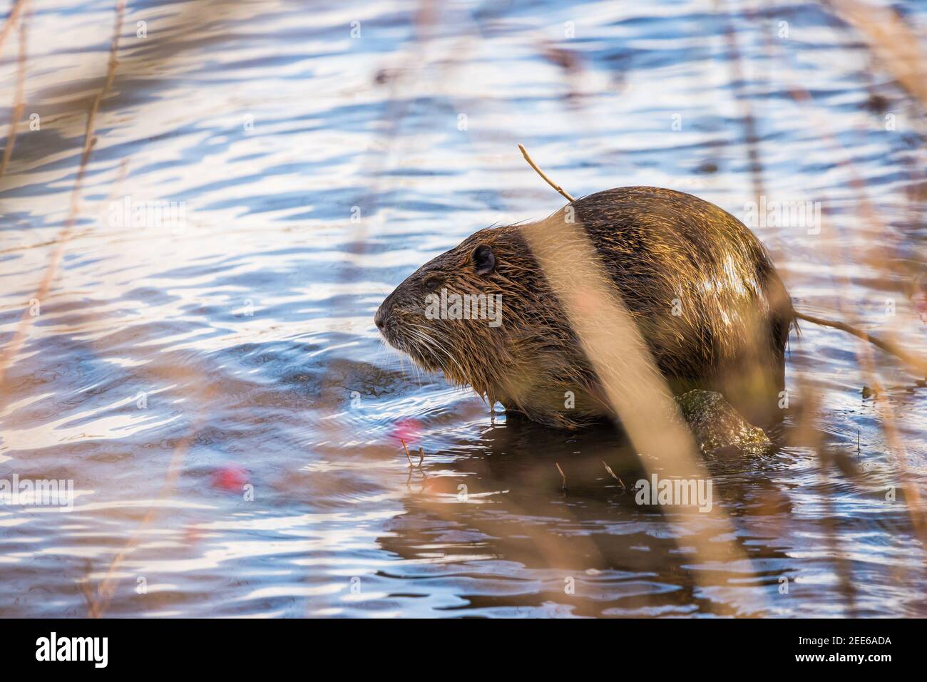 Wild nutria sitting on the shore of Moldau river in Prague Stock Photo ...
