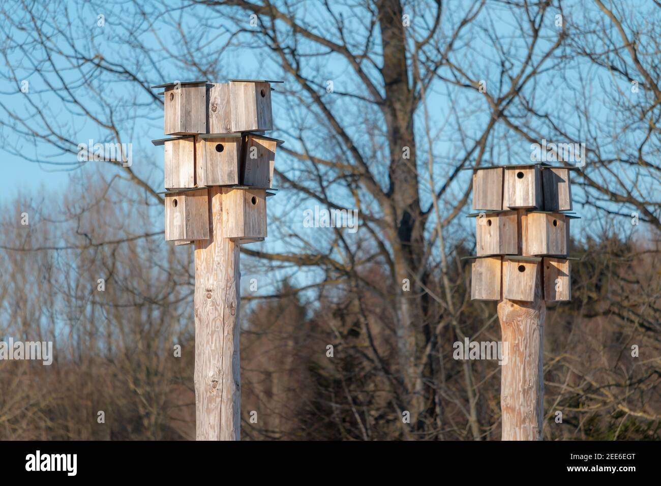 Multiple breeds hi-res stock photography and images - Alamy