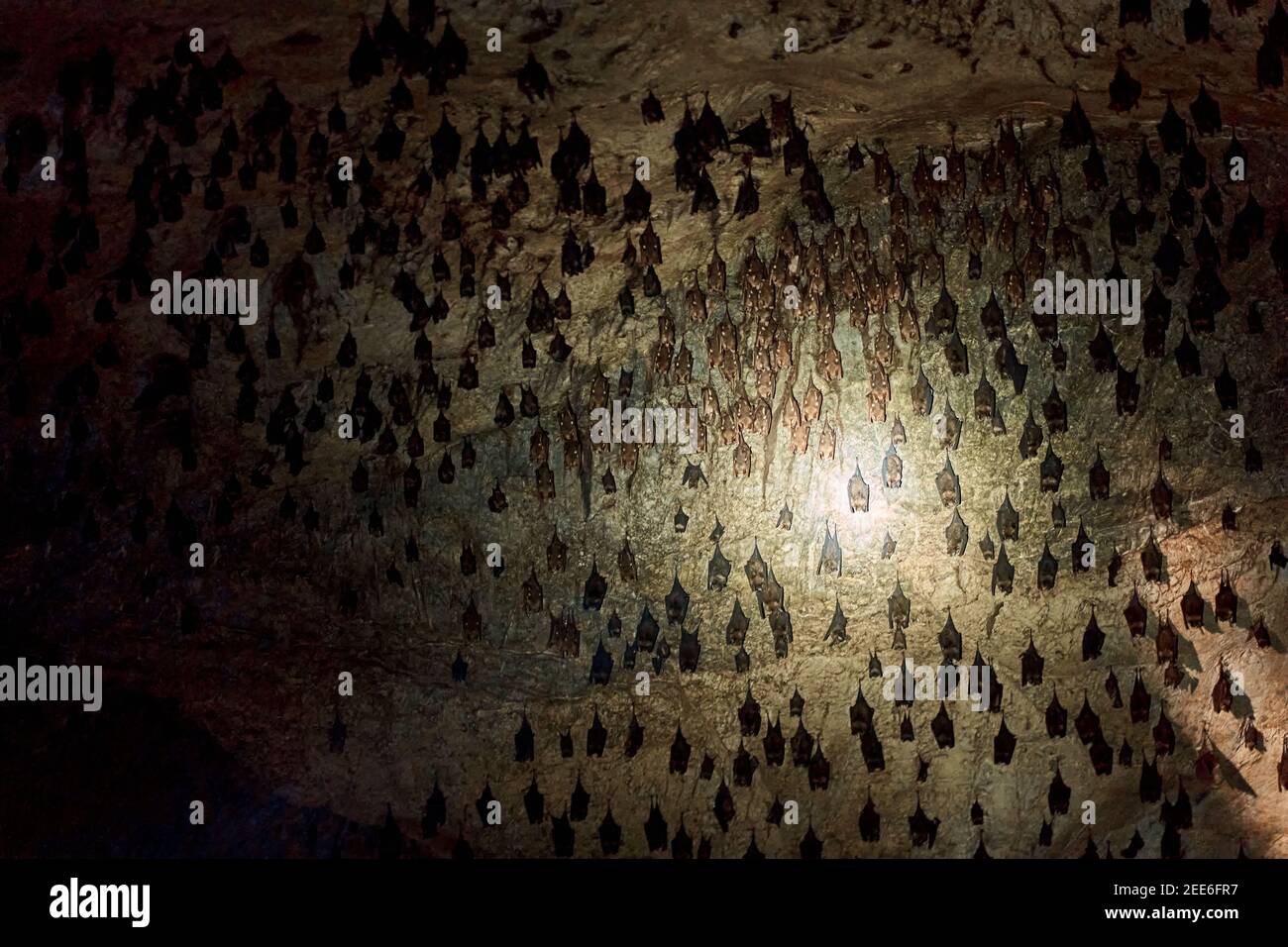 A flock of bats sleep on the ceiling in a cave. With a flashlight in ...