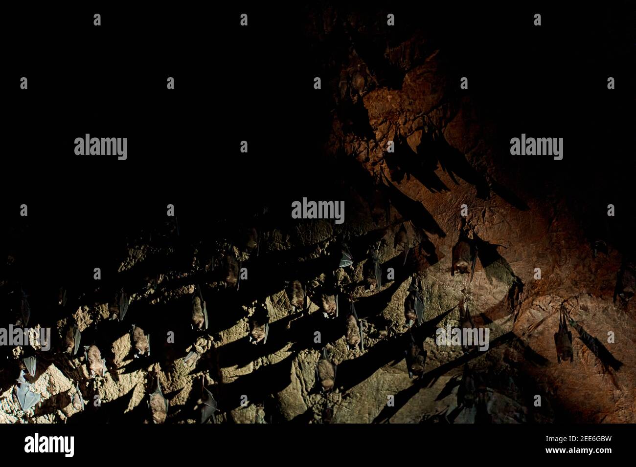 A flock of bats sleep on the ceiling in a cave. With a flashlight in ...