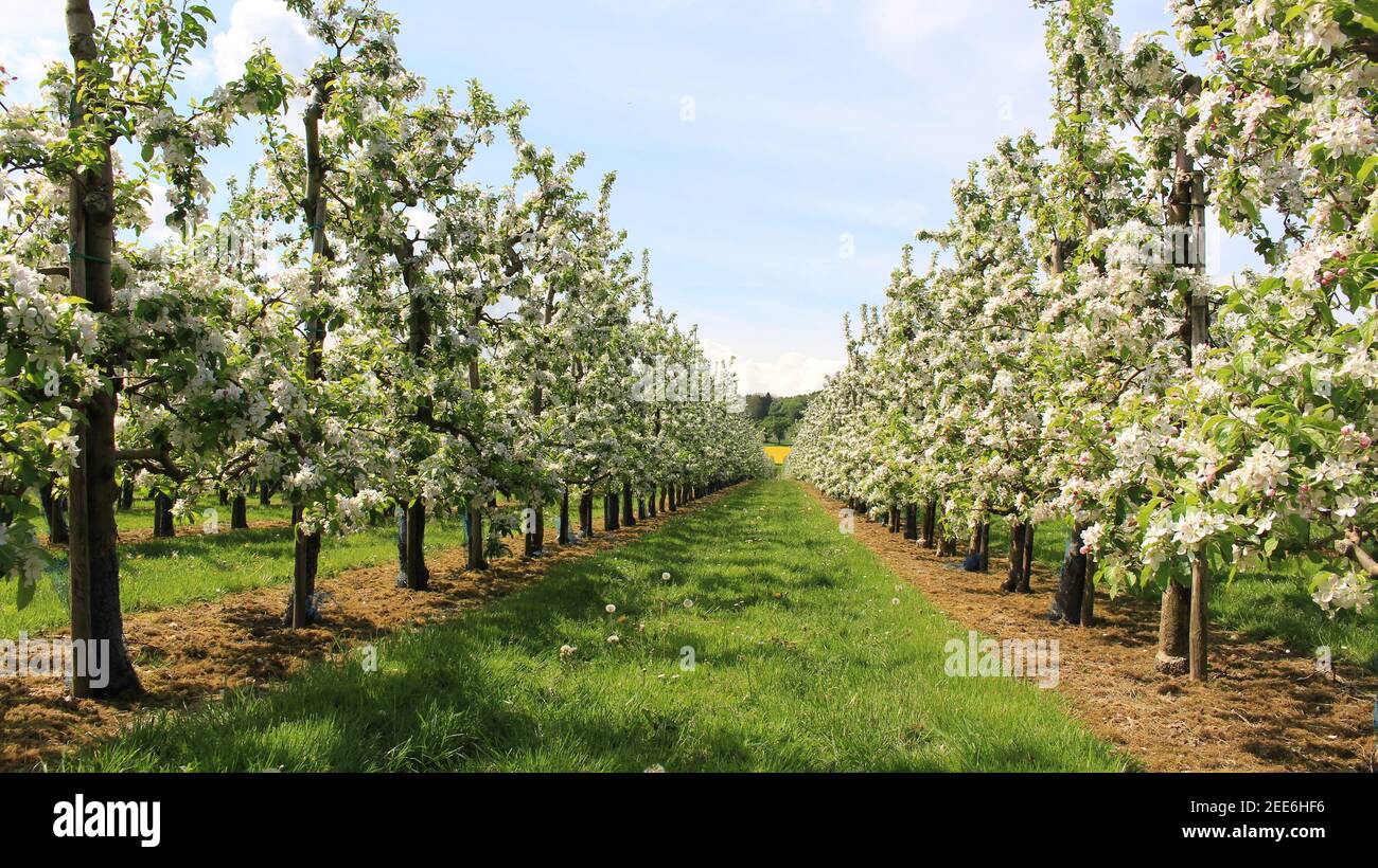 Scenic orchard with straight rows of blooming apple trees Stock Photo ...