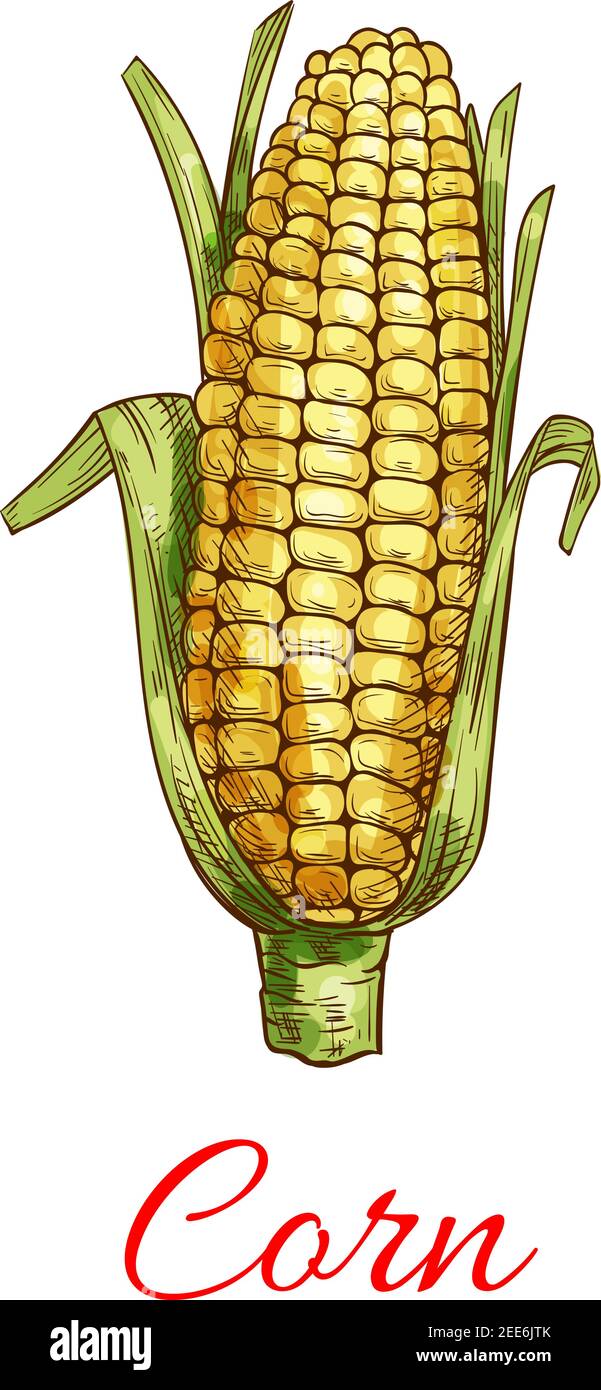 Corn vegetable vector sketch with leaves. Vegetarian and vegan cuisine ...