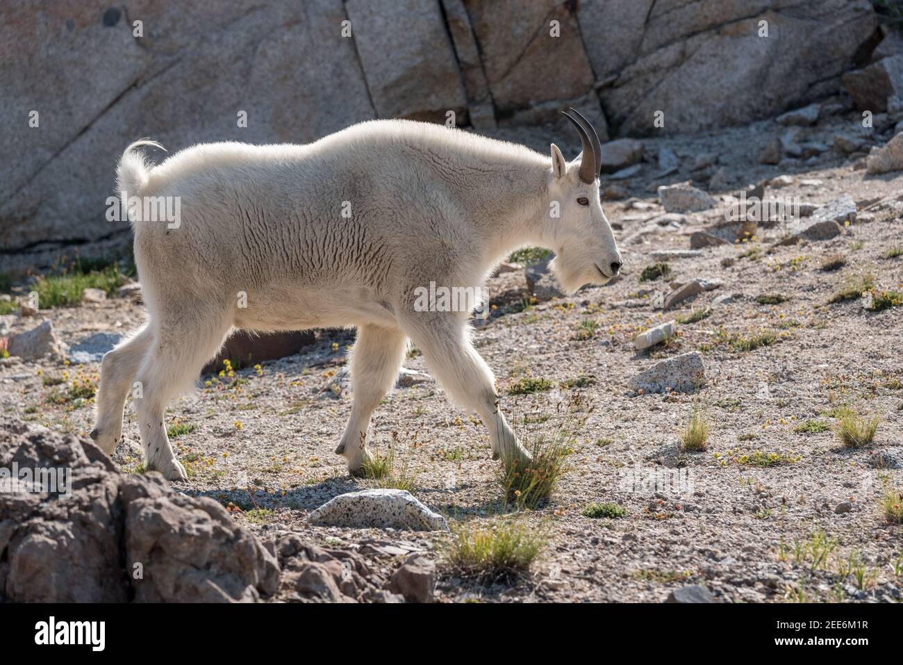 Mountain goat, Wallowa Mountains, Oregon Stock Photo - Alamy