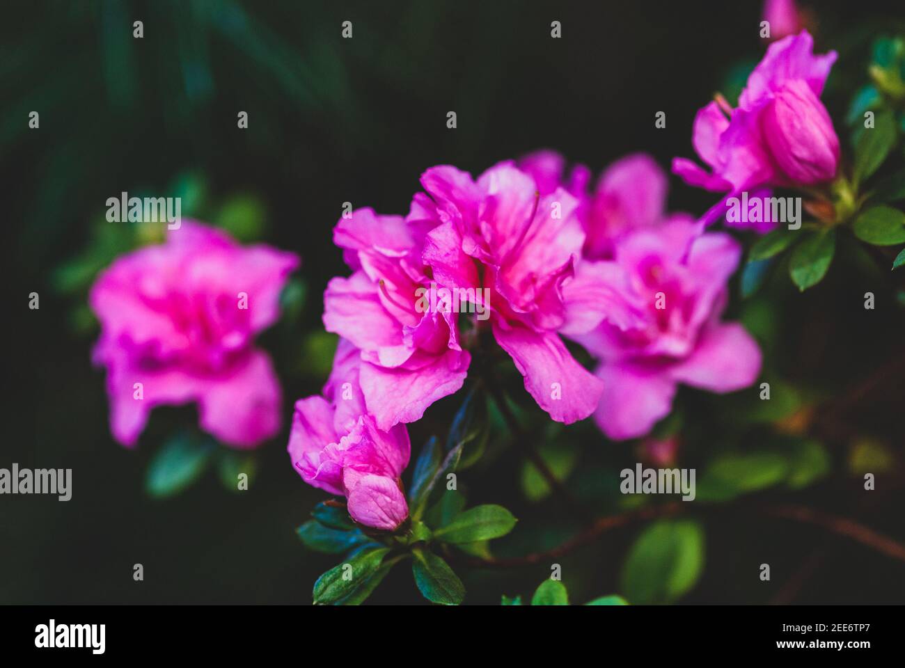 Azalea pink flowering plant on dark background Stock Photo - Alamy