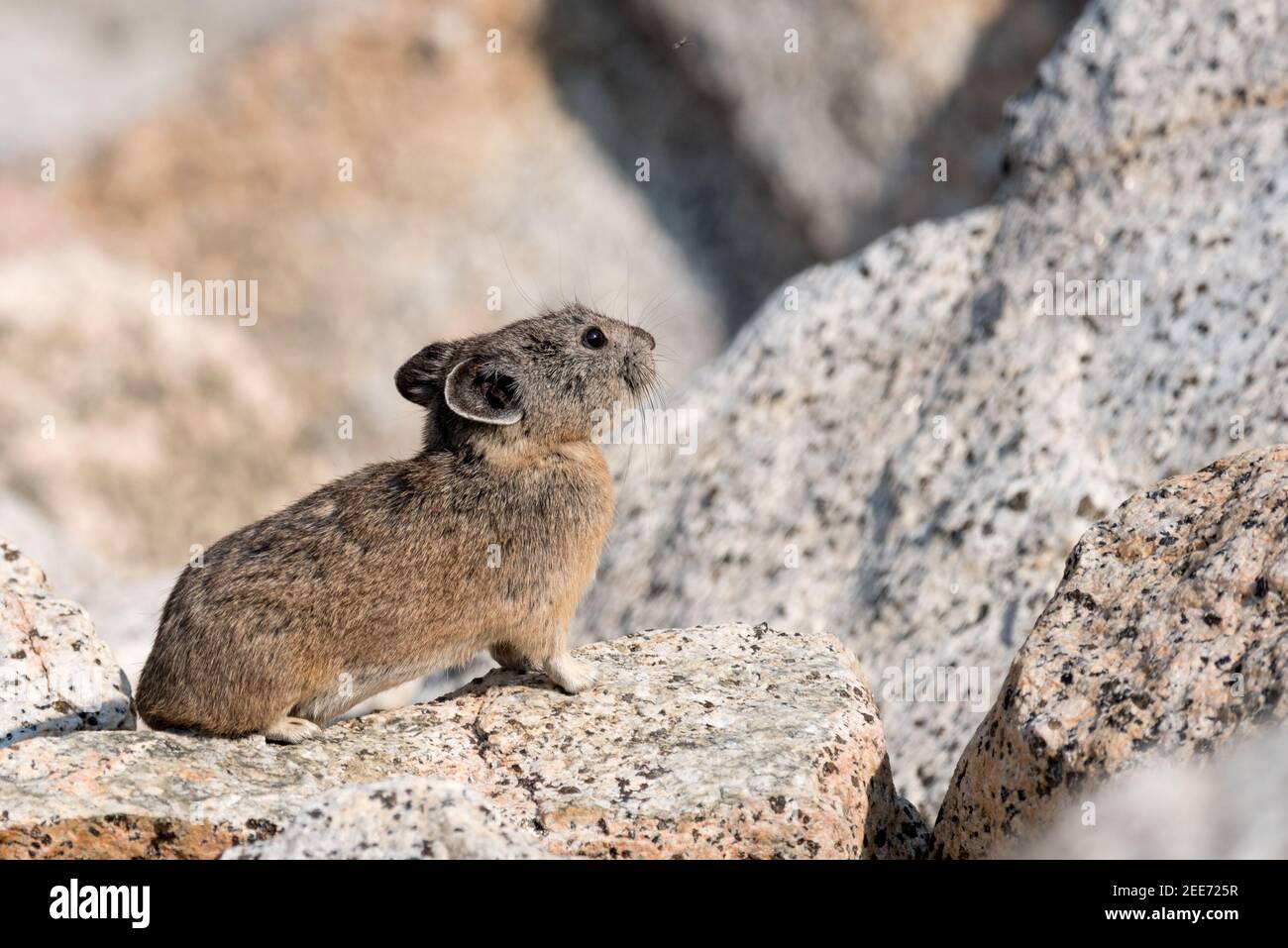 Pika High Resolution Stock Photography and Images - Alamy