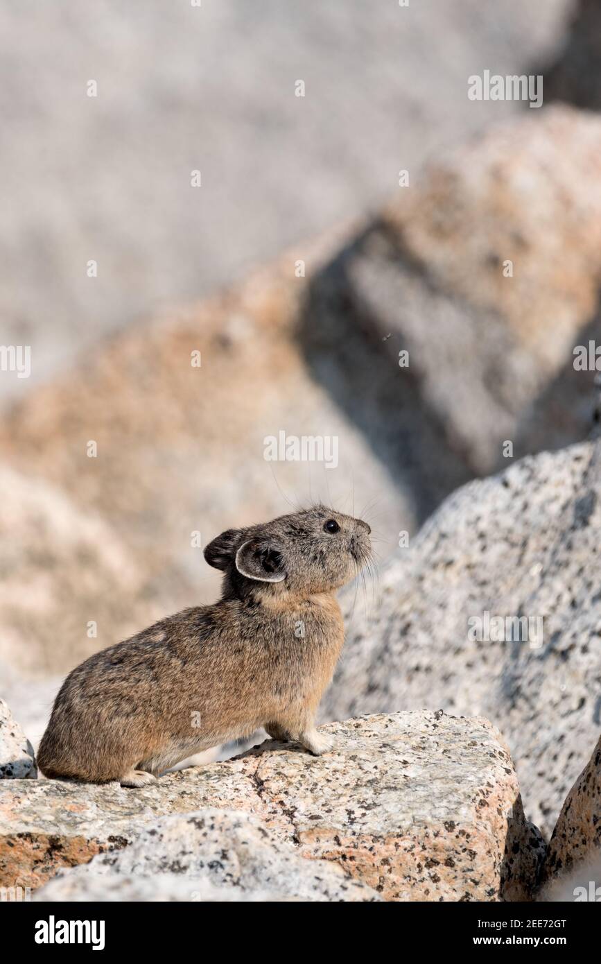 Pika, Wallowa Mountains, Oregon Stock Photo - Alamy