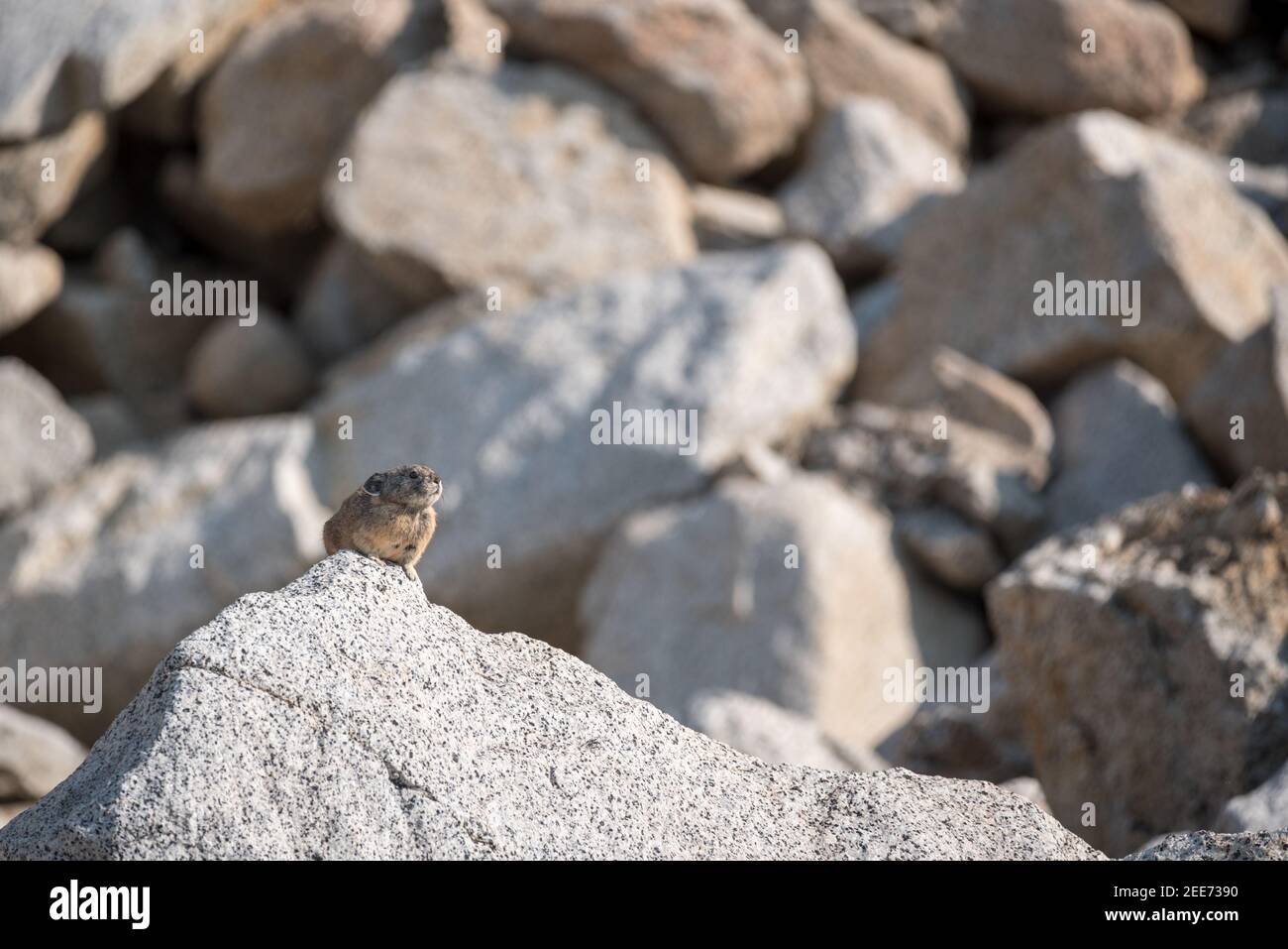 Eagle cap wilderness and animal hi-res stock photography and images - Alamy