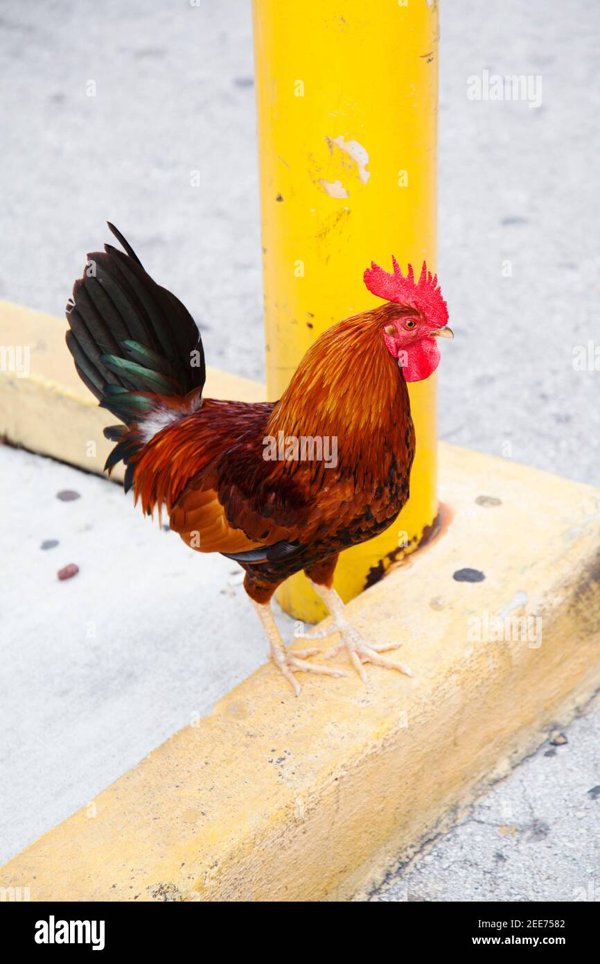 Key west rooster hi-res stock photography and images - Alamy