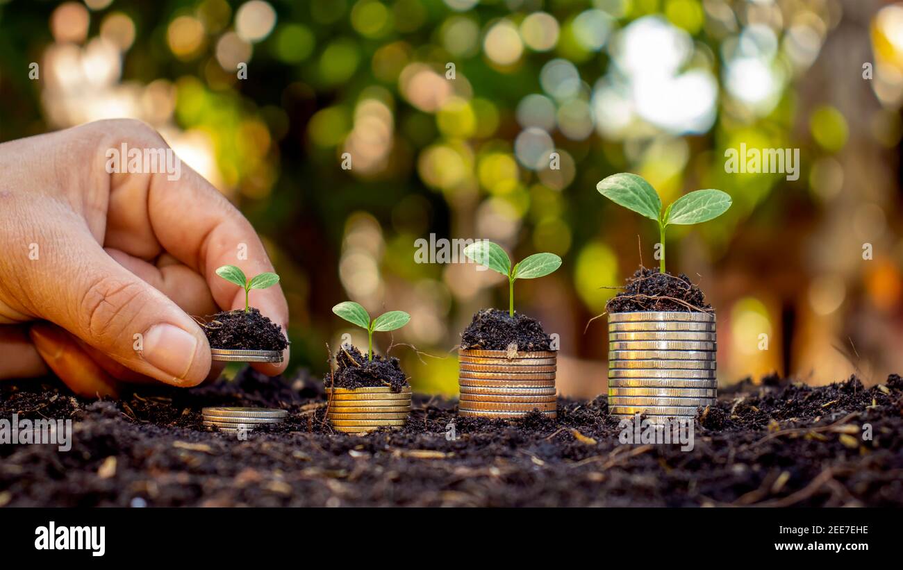 Hands holding coins and small tree hi-res stock photography and images ...