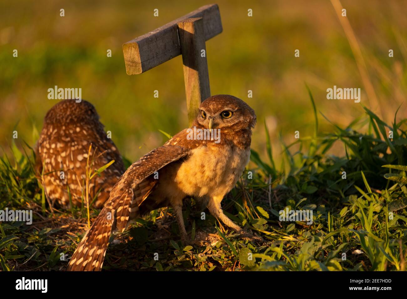 Two baby burrowing owls near burrow in Marco Island, Florida Stock ...