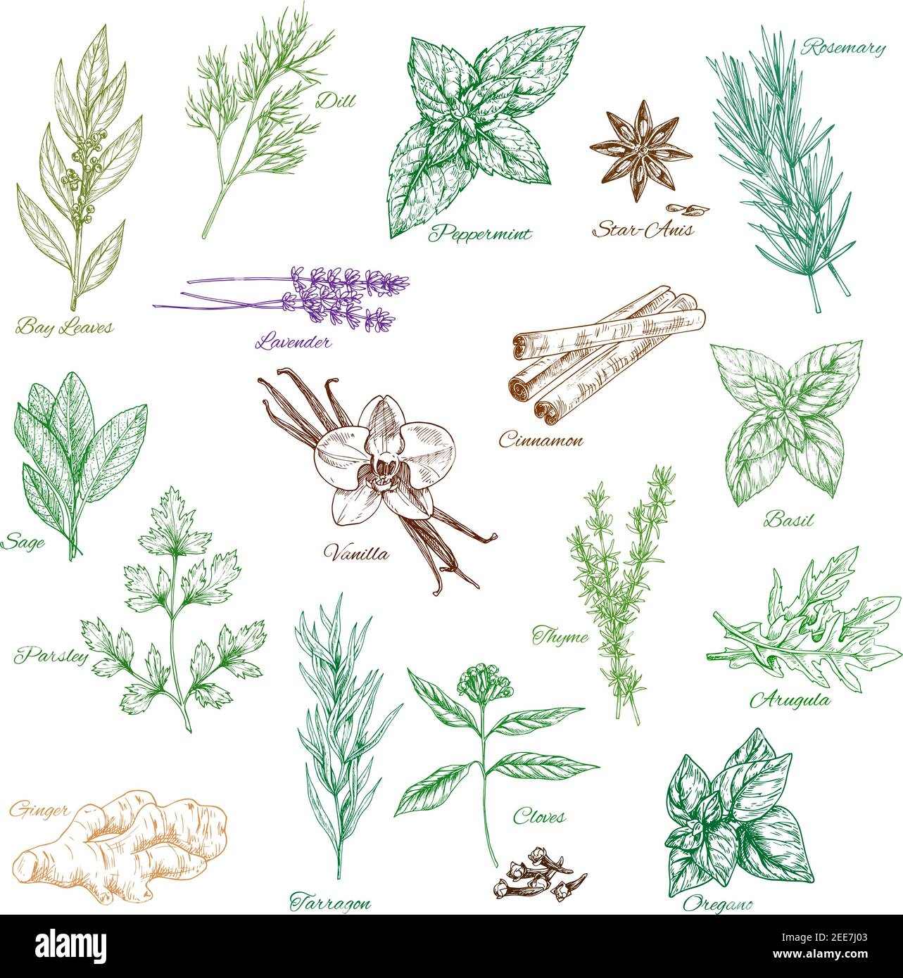 Tarragon and parsley Stock Vector Images - Alamy