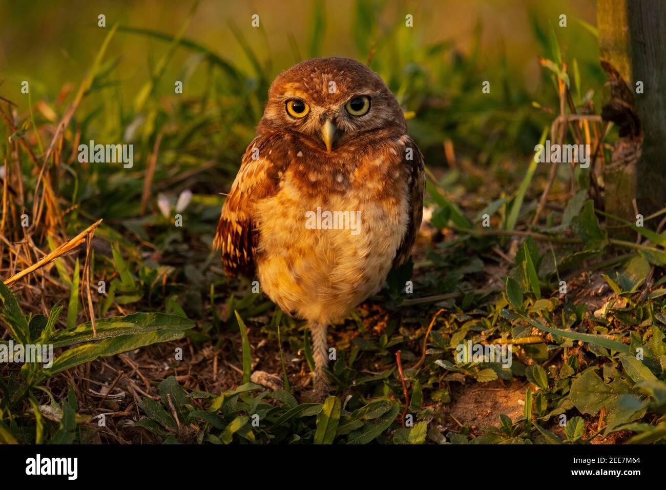 Baby burrowing owl on one leg near burrow in Marco Island, Florida ...