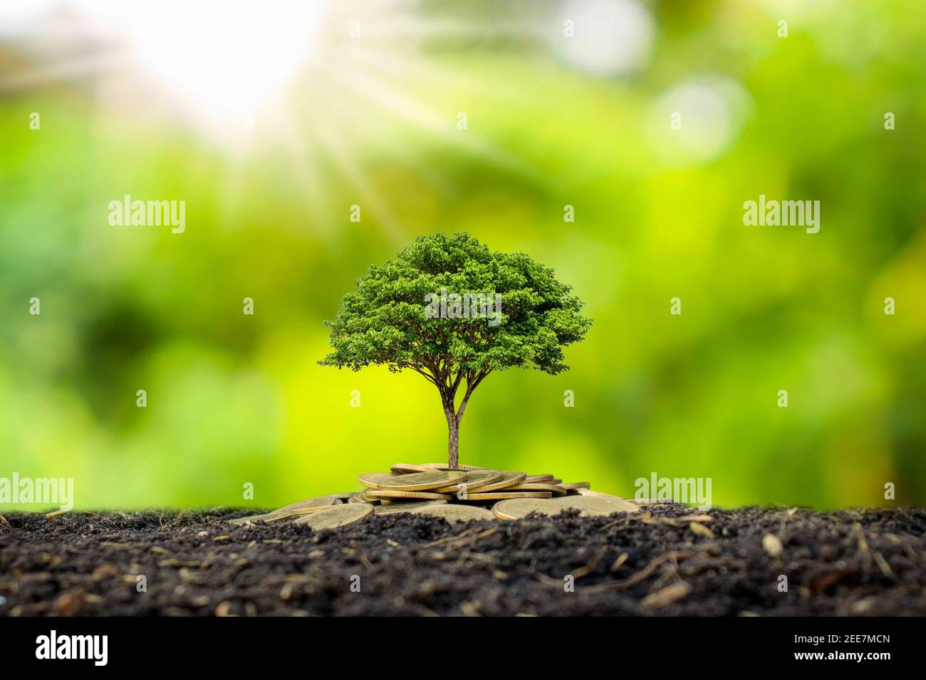 Money tree trees hi-res stock photography and images - Alamy