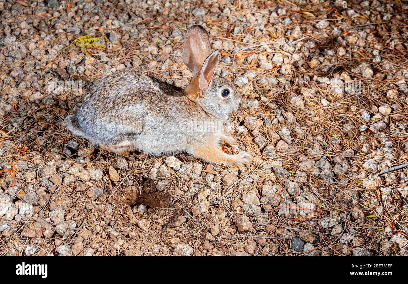 Cottontail rabbit arizona hi-res stock photography and images - Alamy