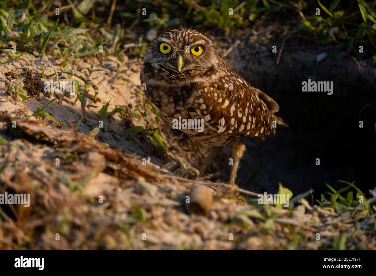 Burrowing owl in front of burrow in Marco Island, Florida Stock Photo ...
