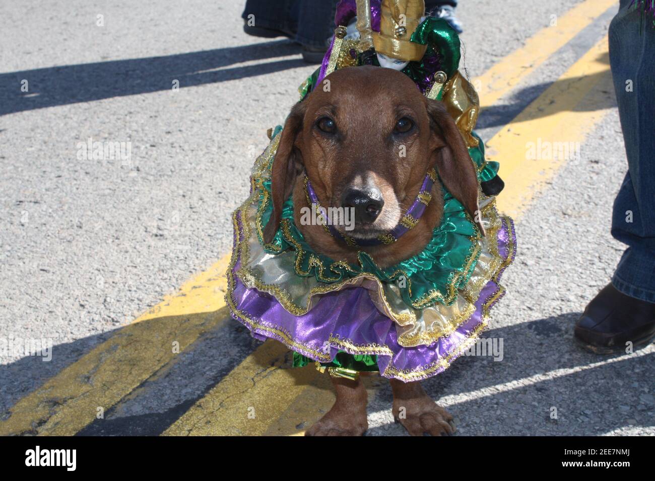 Mardi gras dog Stock Photo - Alamy