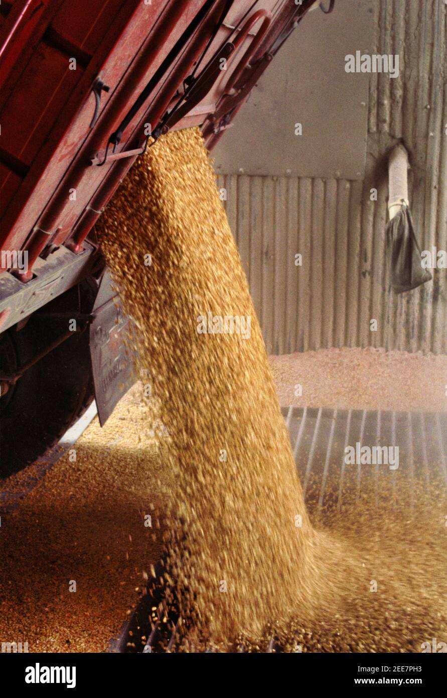 Corn being off loaded to a grain storage silo on route 13 in delawar ...